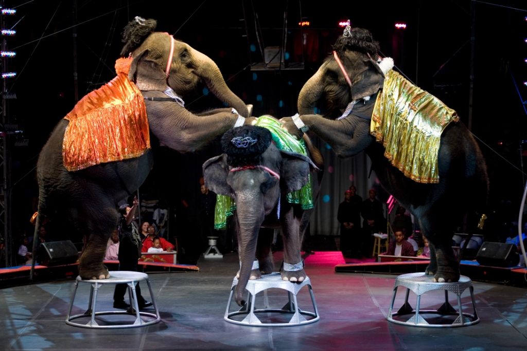 UNIVERSOUL CIRCUS BRINGS NEW AMAZING ACTS TO SOUTH FLORIDA FEBRUARY 1-6 ...