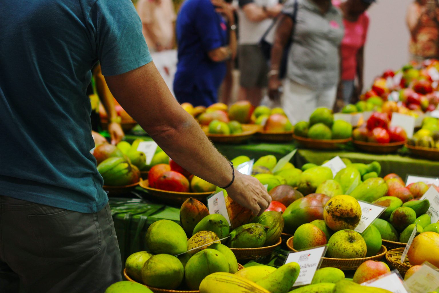 Fairchild Tropical Botanic Garden Mango Festival – Premier Guide Miami